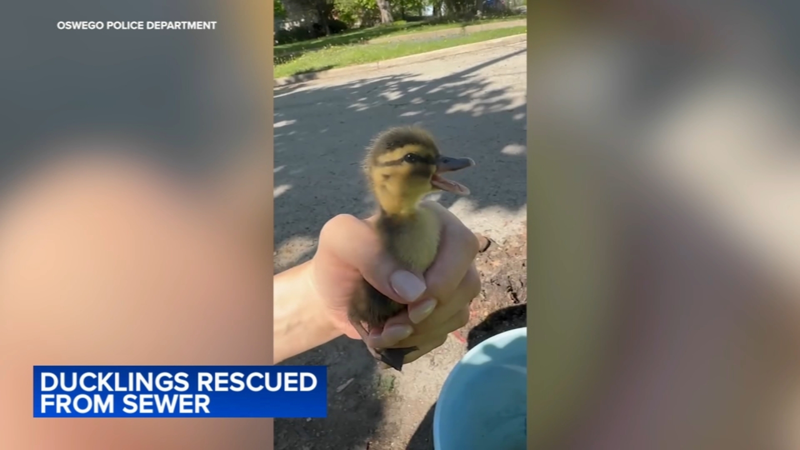 Duck rescue: Ducklings rescued from sewer drain in west suburban Oswego ...