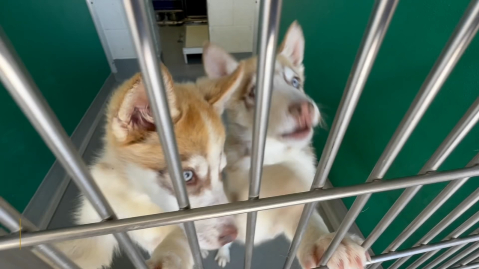 Local animal shelter participates in nationwide effort to ''Empty the ...