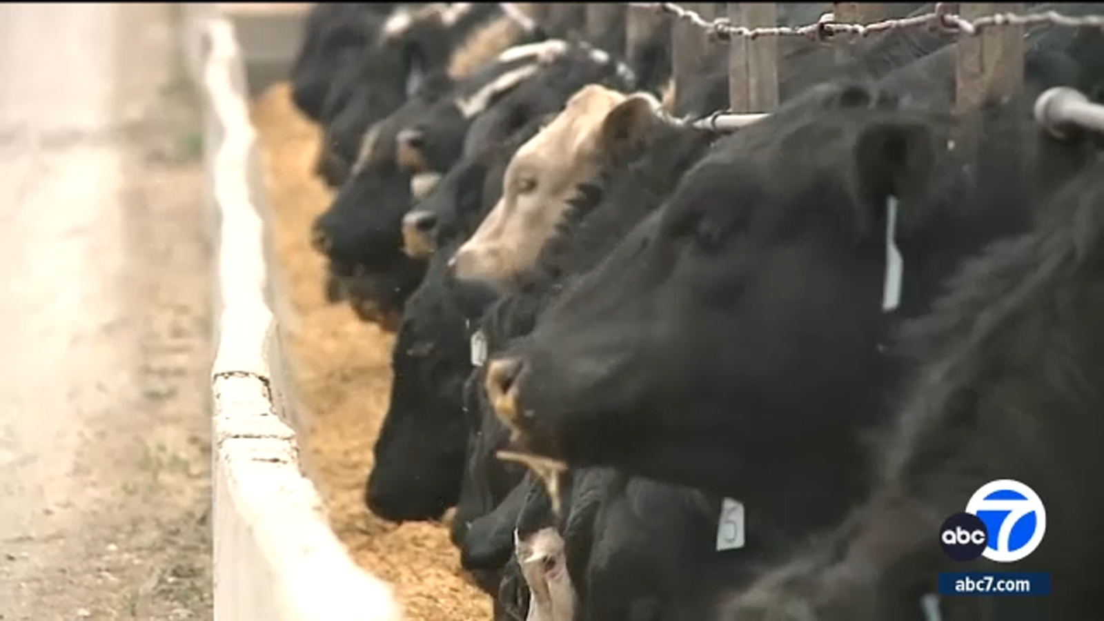 How to keep your family safe amid growing bird flu concerns and testing ...