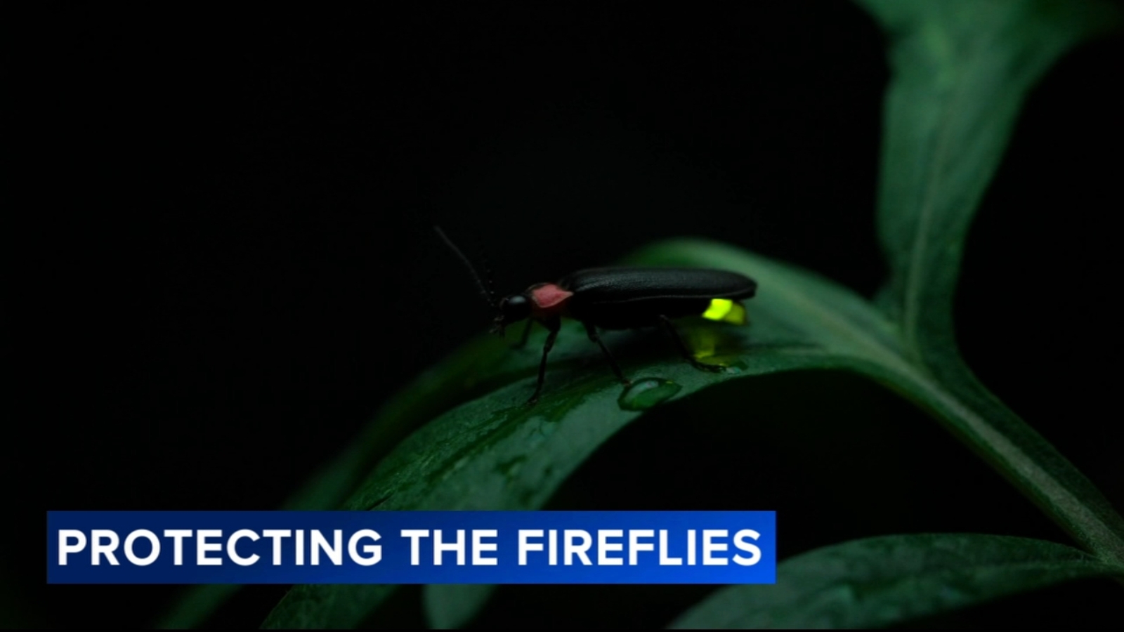 Concerns over declining firefly population prompts 15-year Penn State ...
