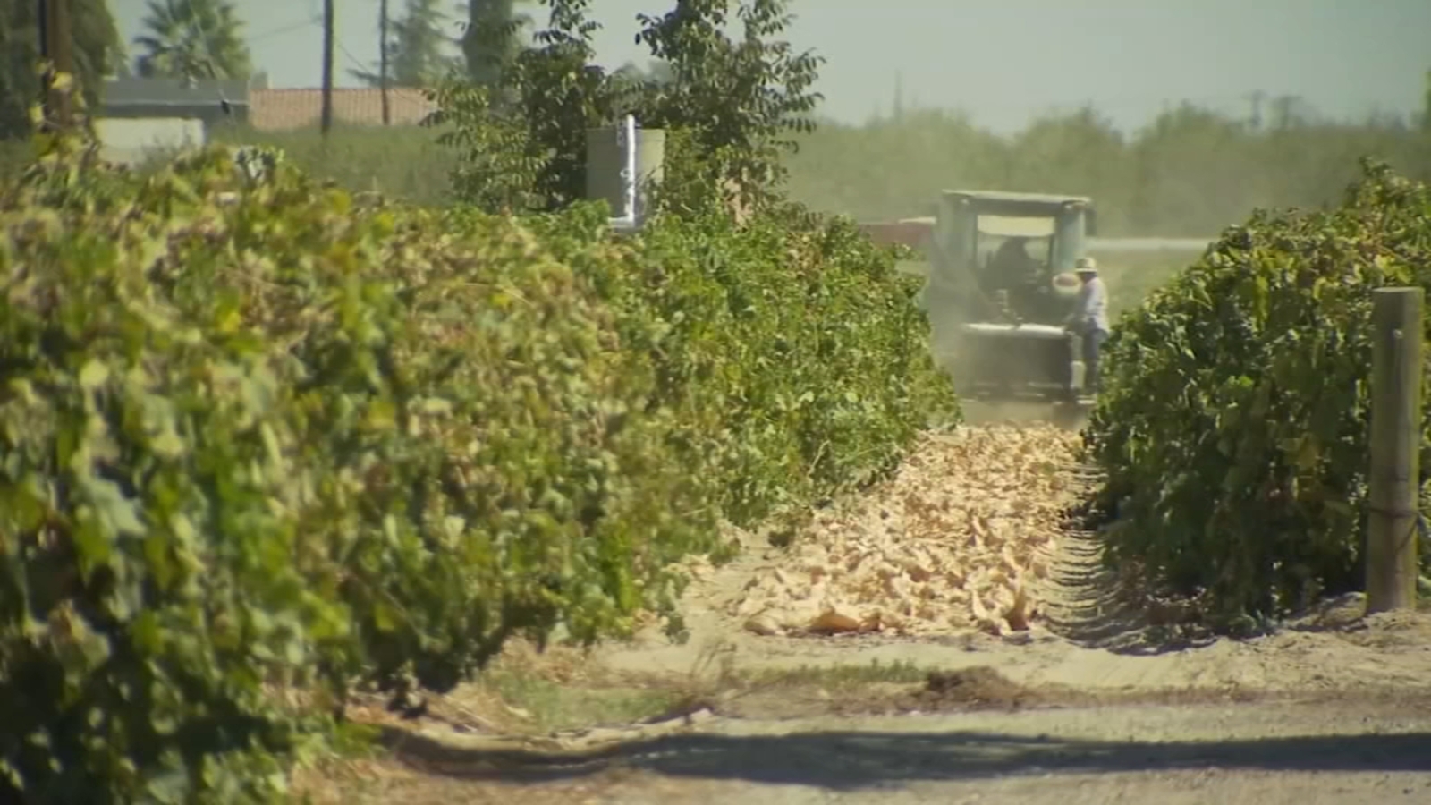 New federal rules to protect guest farmworkers to be implemented ...