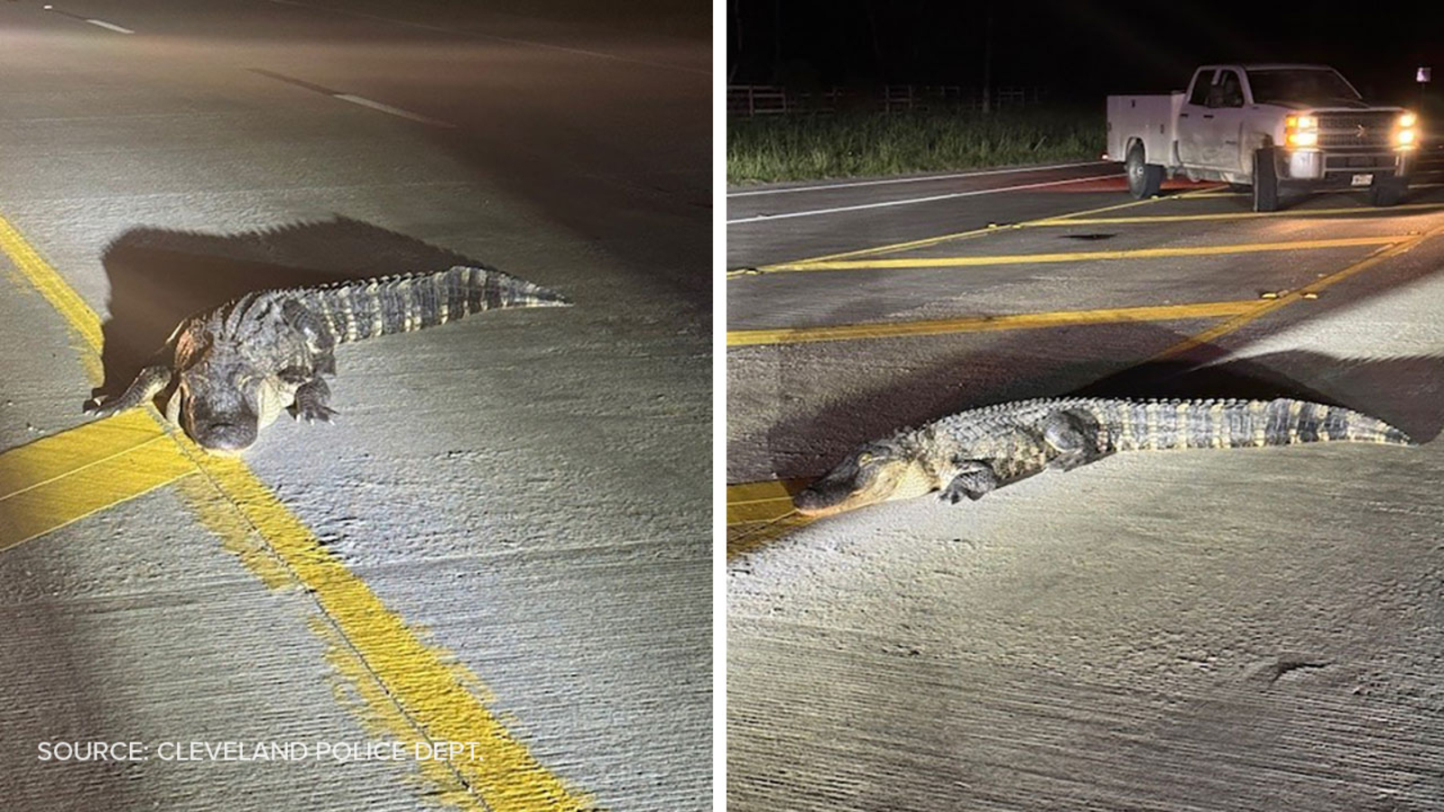 Alligator bites Texas officer: Cleveland police Sgt. David Edwards ...