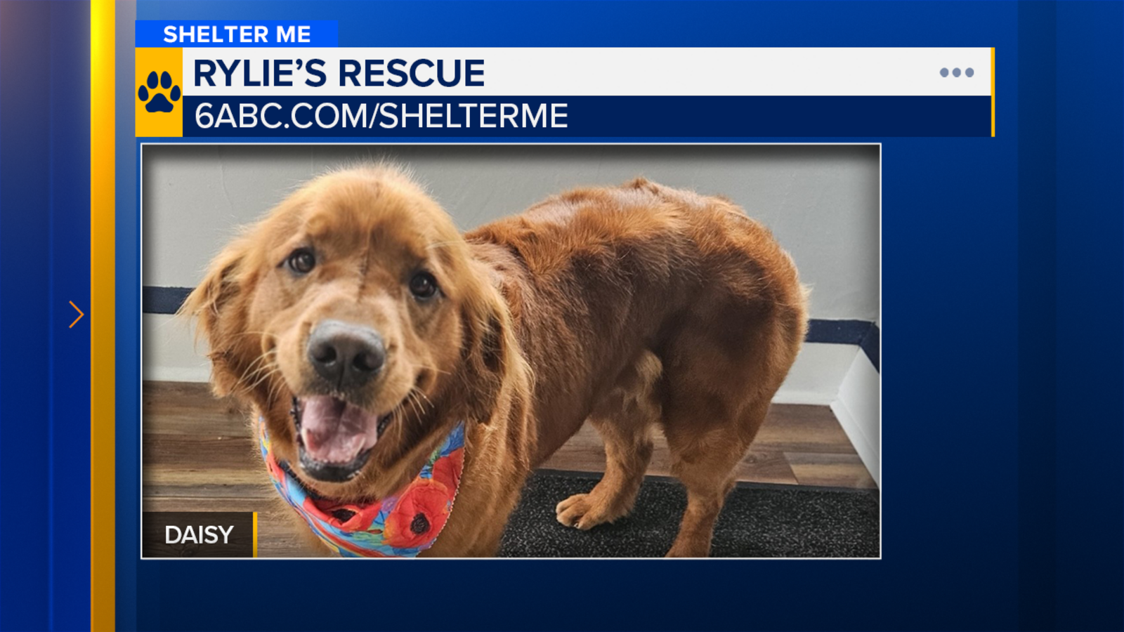 Shelter Me: Meet Daisy, this beautiful golden retriever found her ...