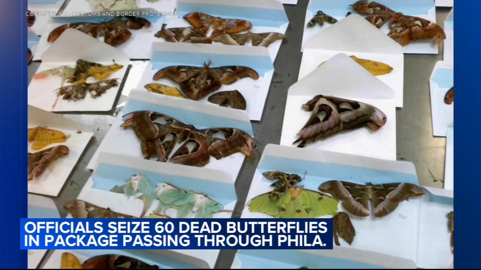Philadelphia CBP recovers 60 dead butterflies illegally imported from ...
