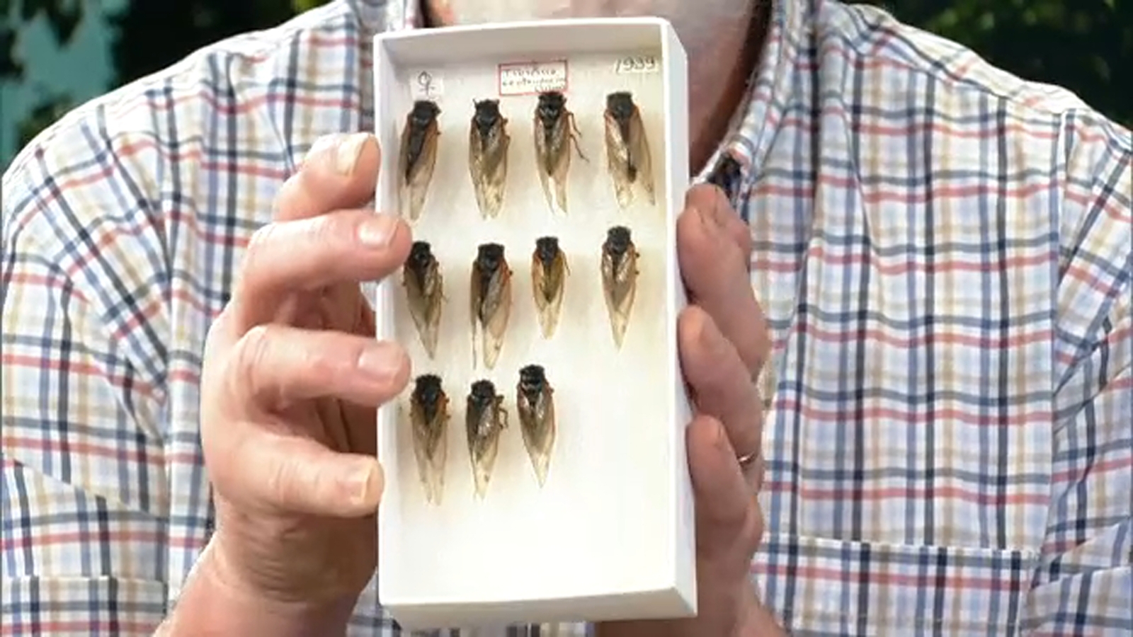 Zombie cicadas: A strange fungus could transform emerging cicadas into ...