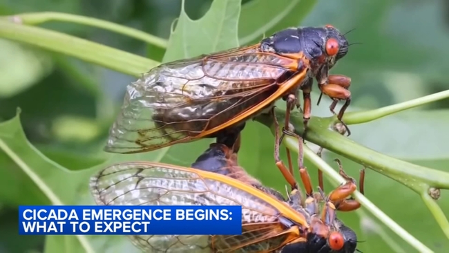 Illinois Cicadas 2024 Abc7 Chicago Cicada Cast Provides Map Facts