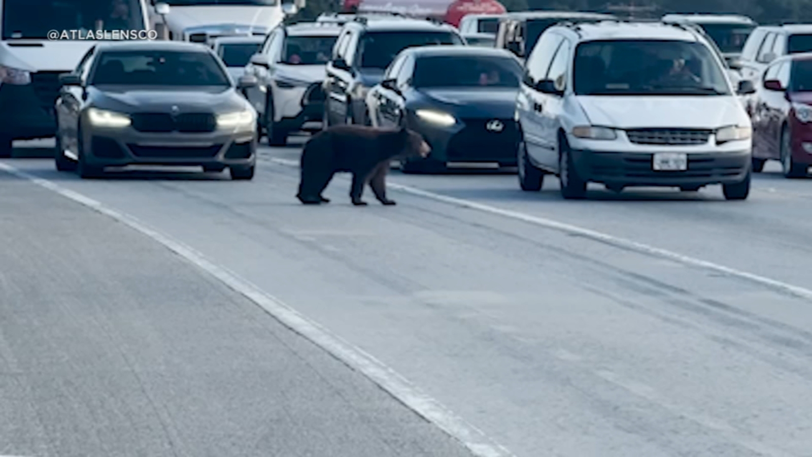 Southern California traffic brought to standstill after bear wanders ...