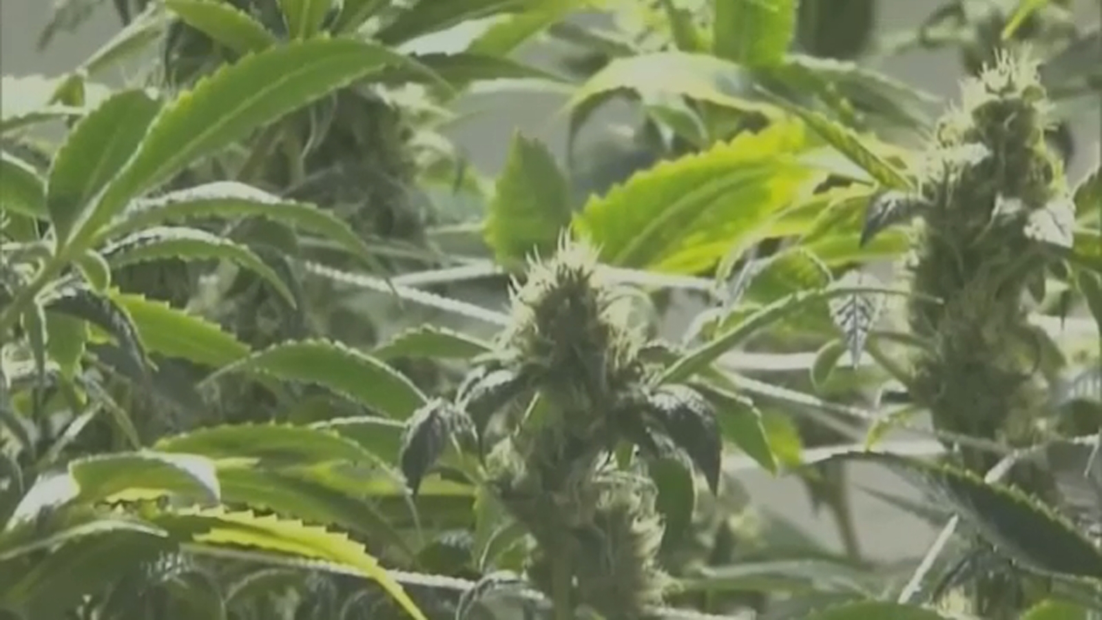 North Carolina | Triangle advocates praise Department of Justice's move ...