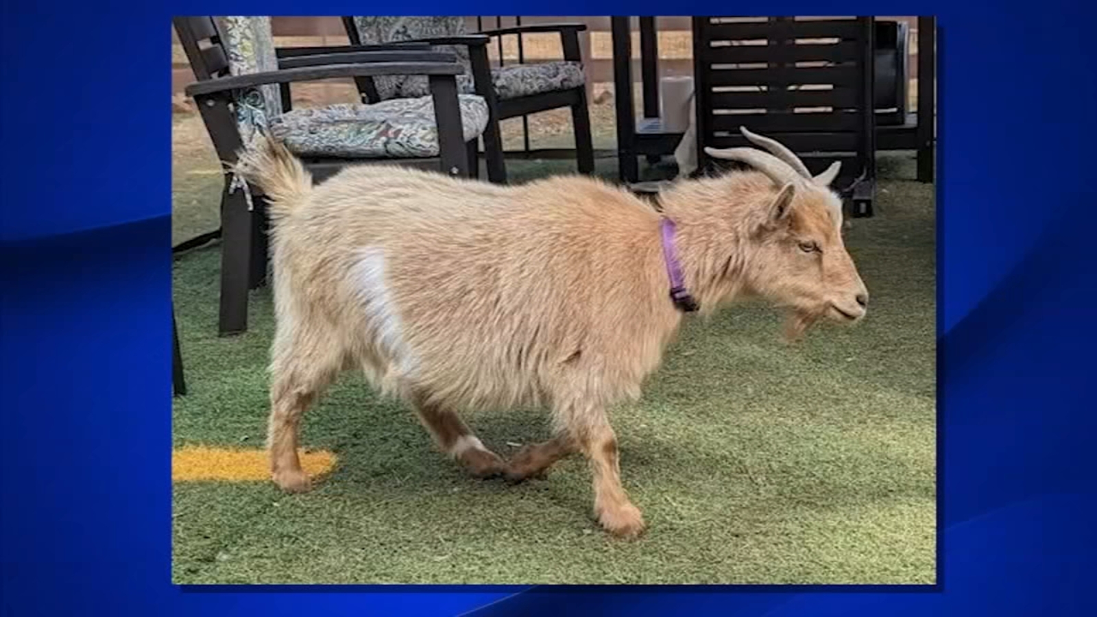 Goat stolen: Pet owner hires animal investigator, believes Pom was ...