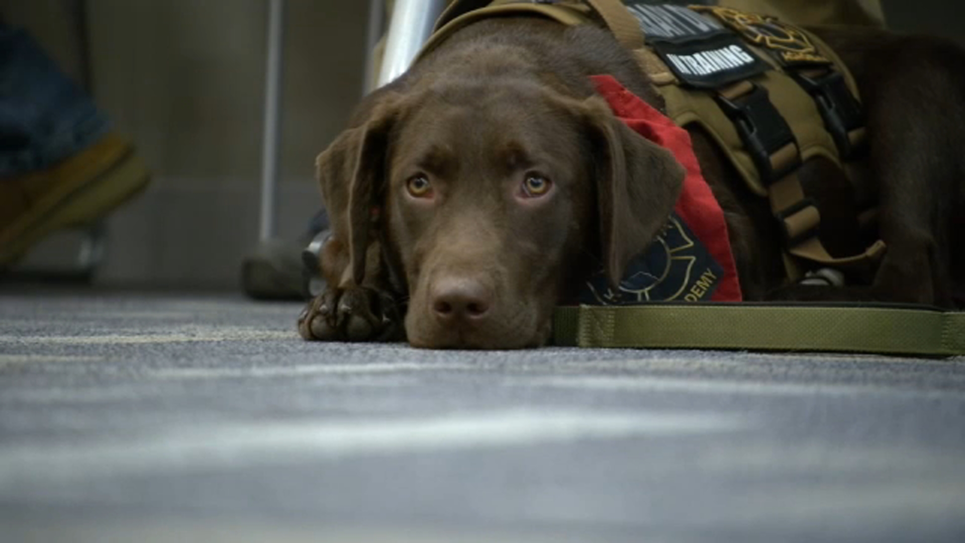 Chocolate Lab Rescue Uk