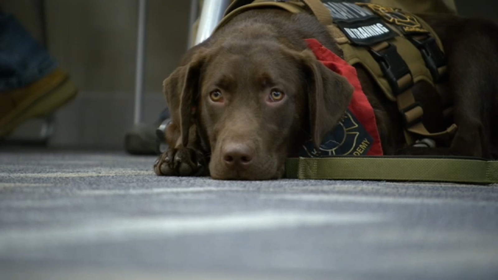 Siren the therapy dog | Chocolate lab is newest member of Durham Police ...