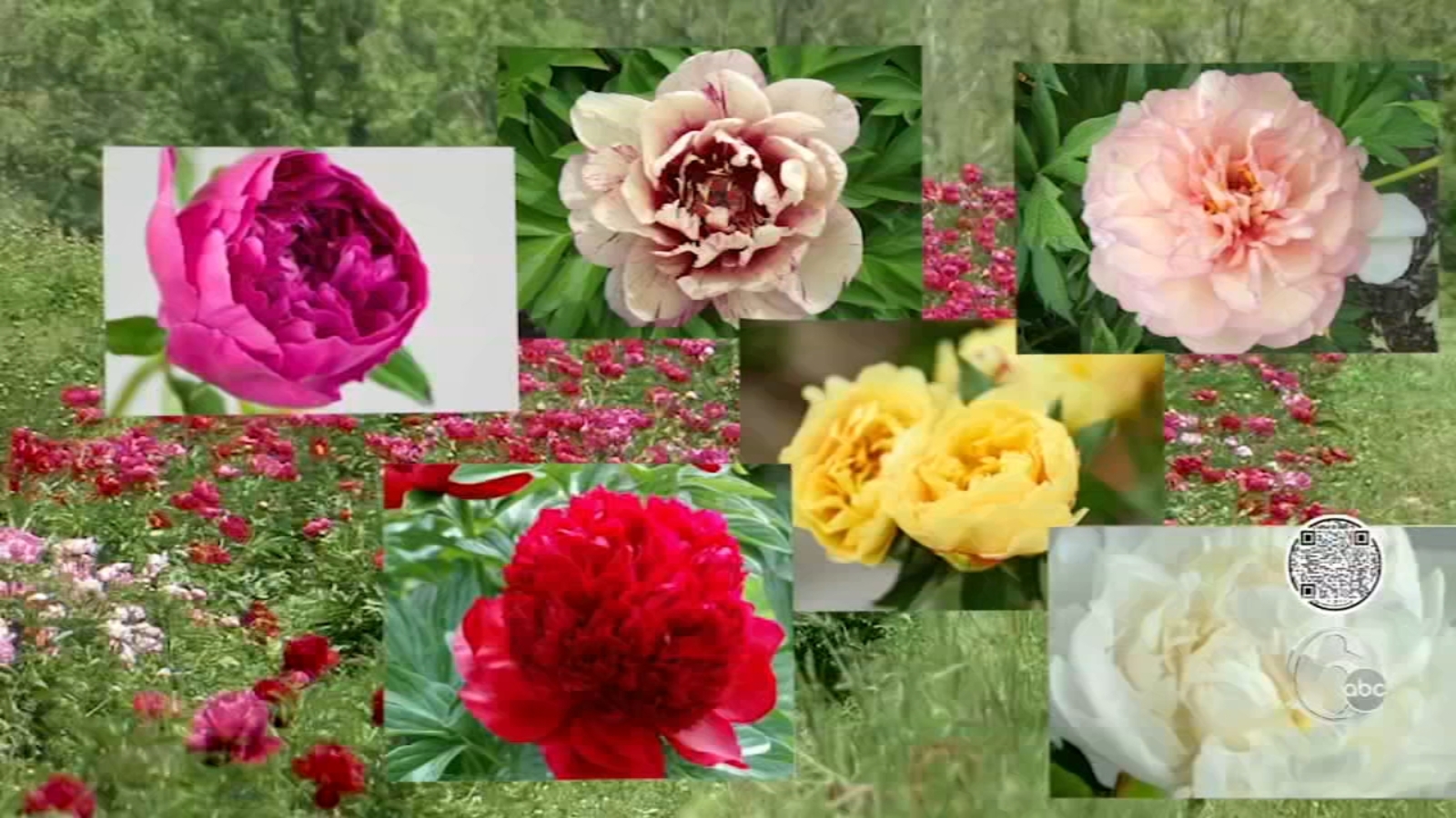 Head to the hills for fields of fun and flowers at Festival of The ...