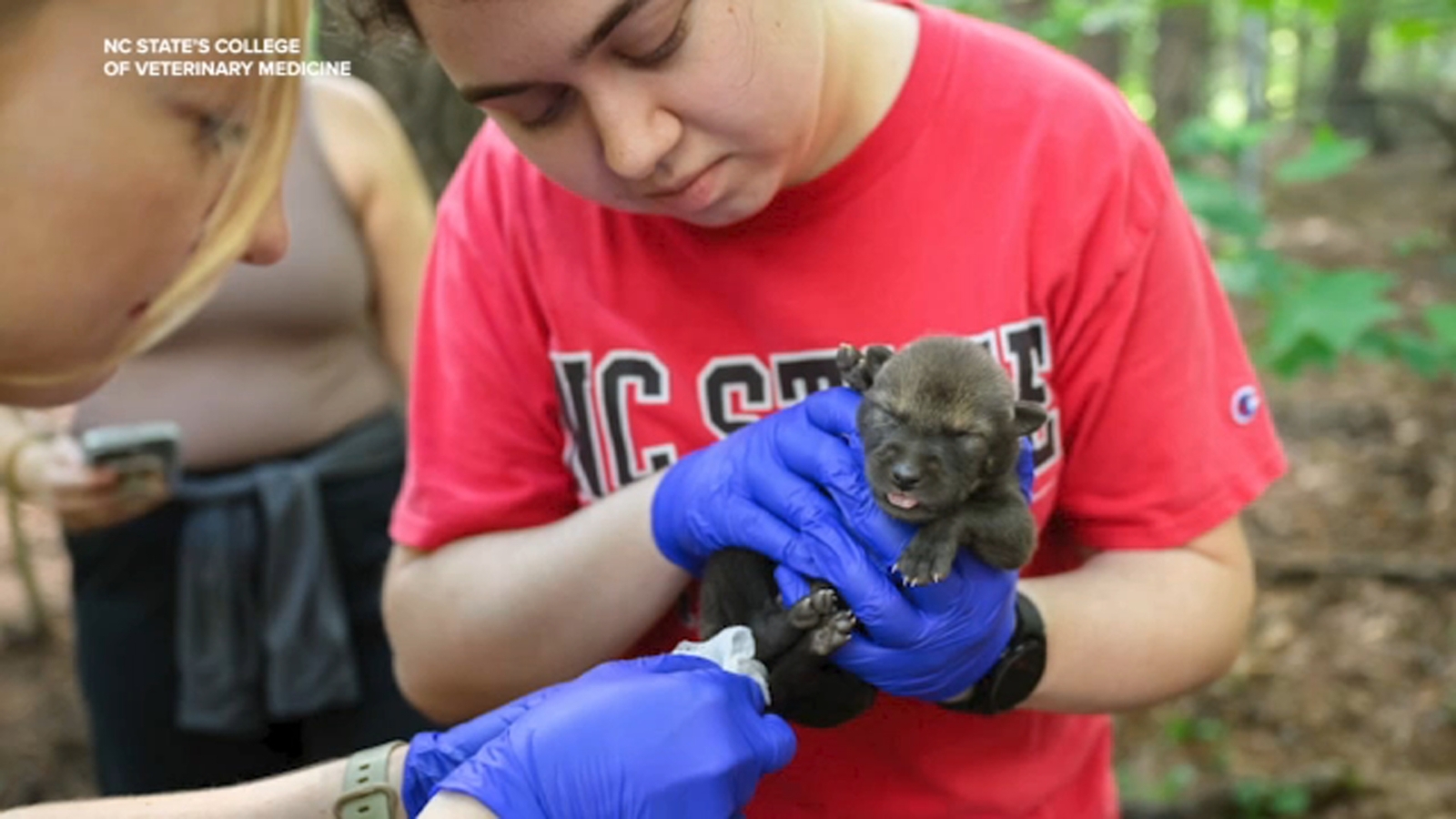 Endangered red wolves | NC State's pack grows with 3 new red wolf pups ...