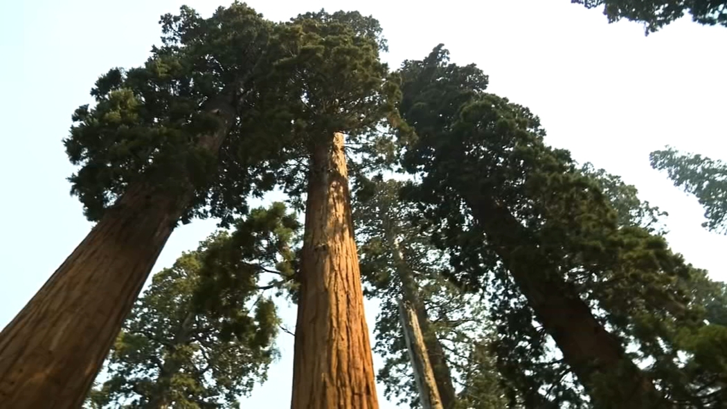 General Sherman Tree Size Comparison