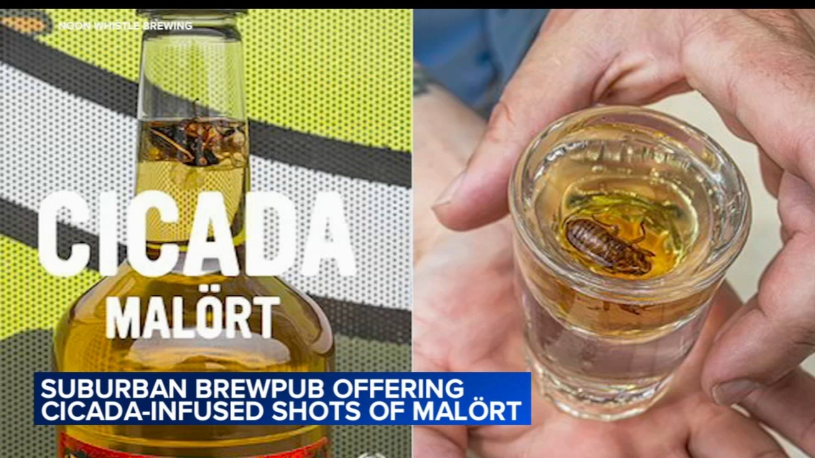 Where to try cicada foods in Illinois: Treats inspired by, infused with ...
