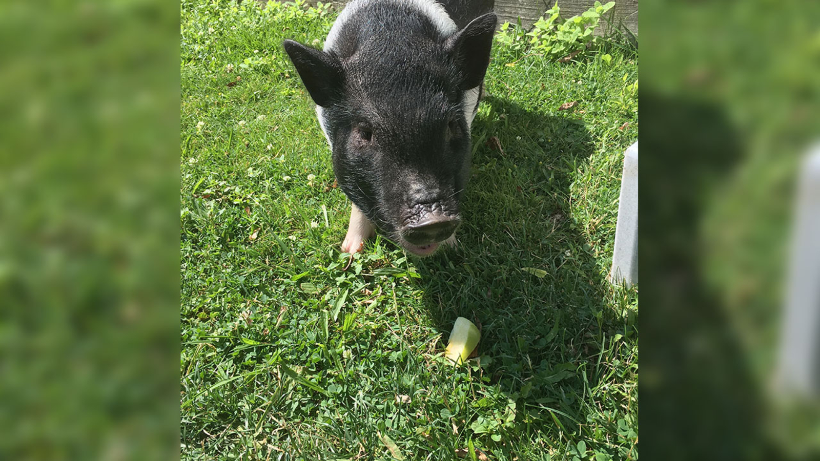 Owner: Missing potbellied therapy pig is found, now home - ABC13 Houston