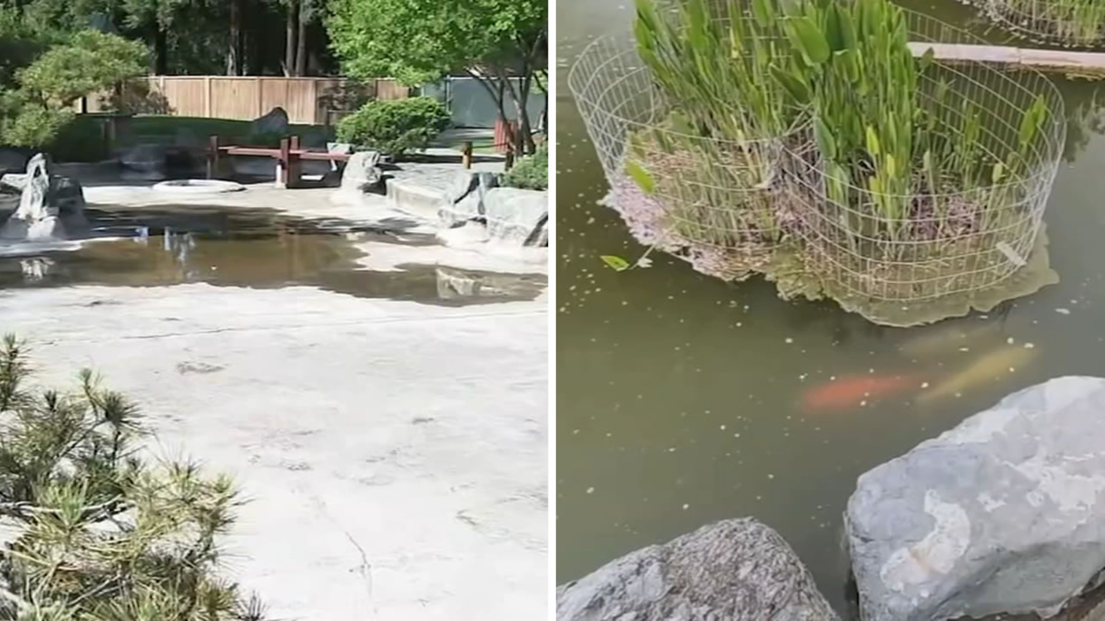 San Jose's beloved Japanese Garden has empty Koi ponds - ABC7 San Francisco