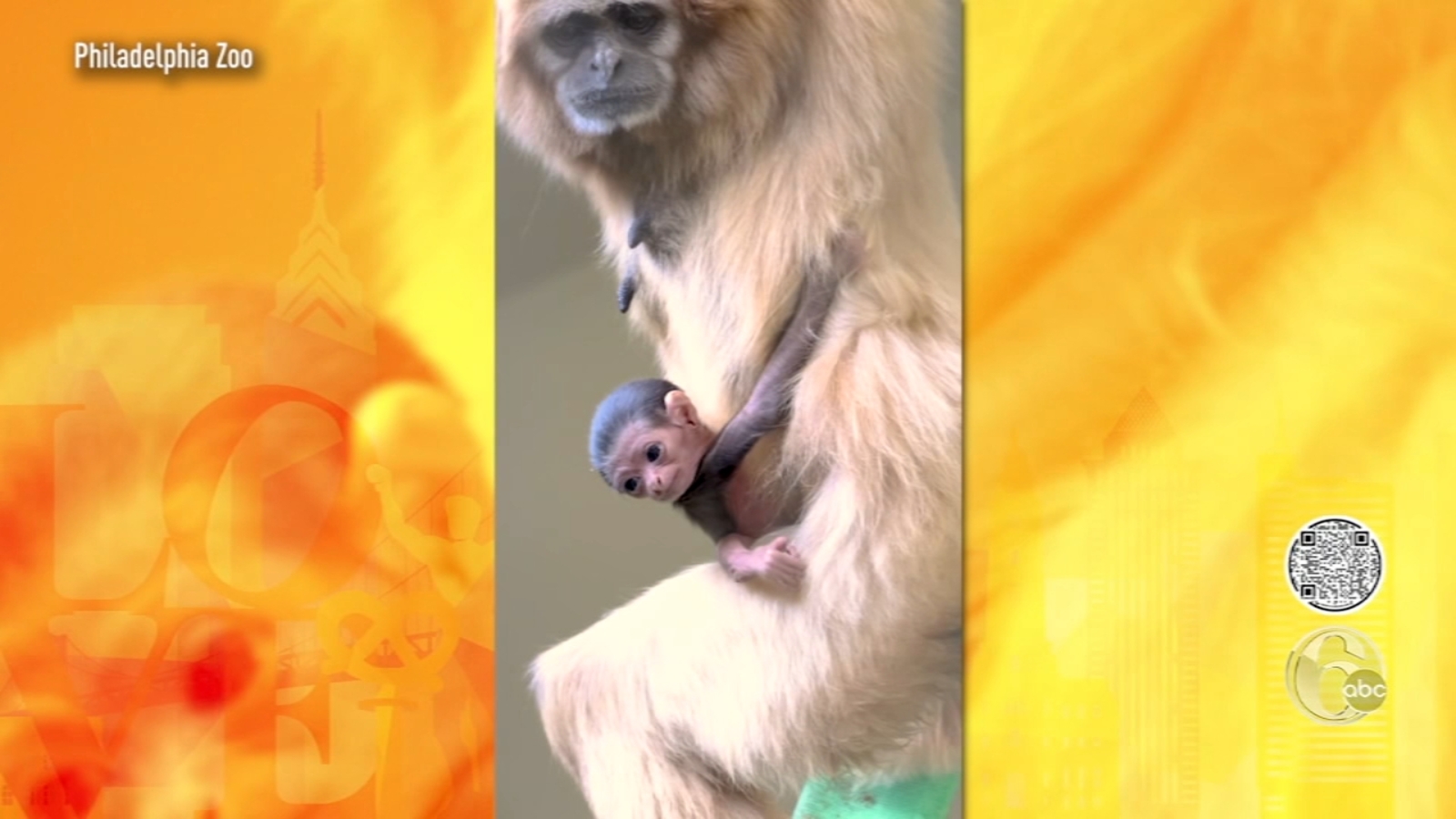 Snow leopards, gorillas among new Philadelphia Zoo welcomes new animals ...