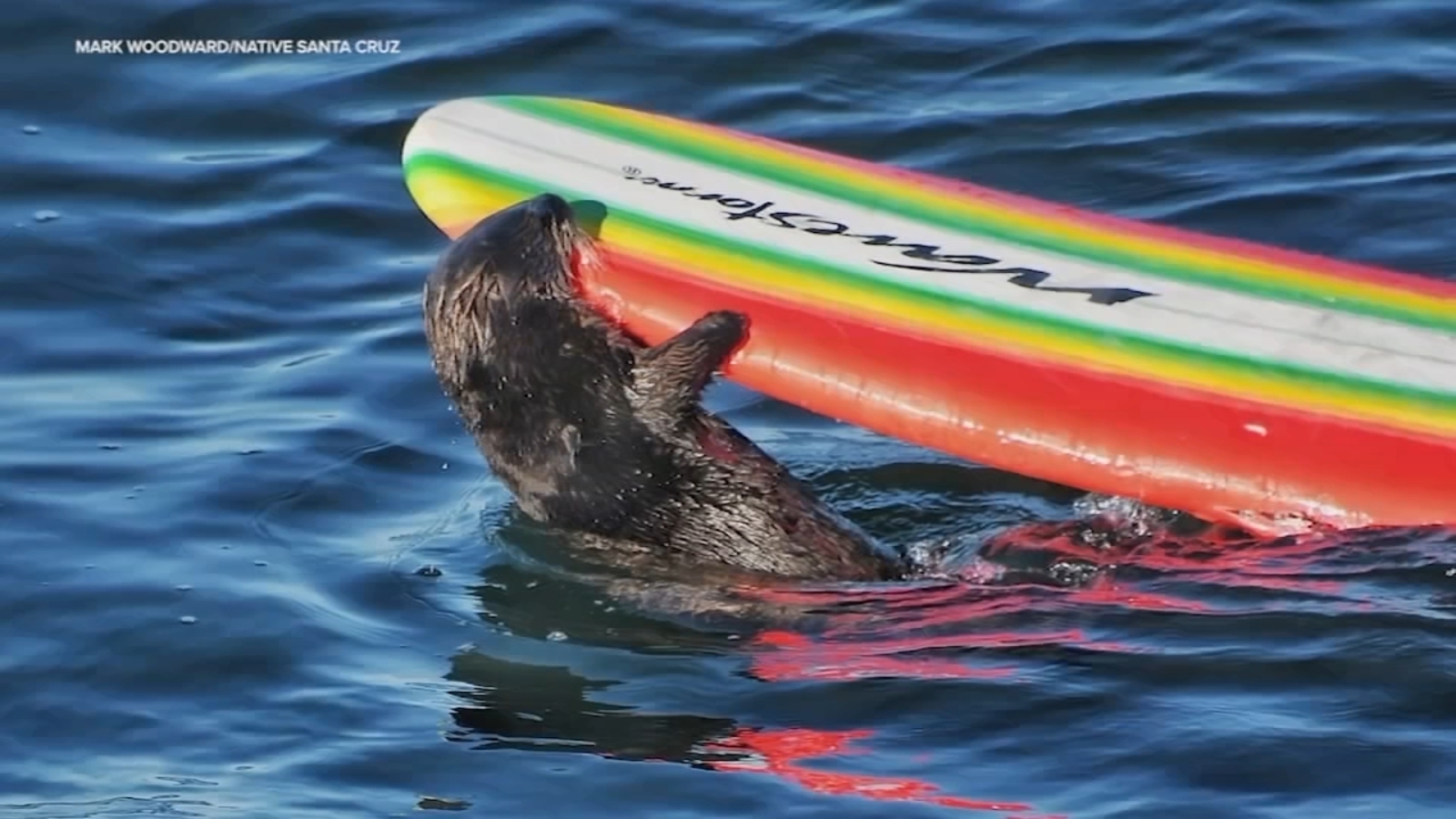 Santa Cruz otter update: Infamous Otter 841 known for being aggressive ...