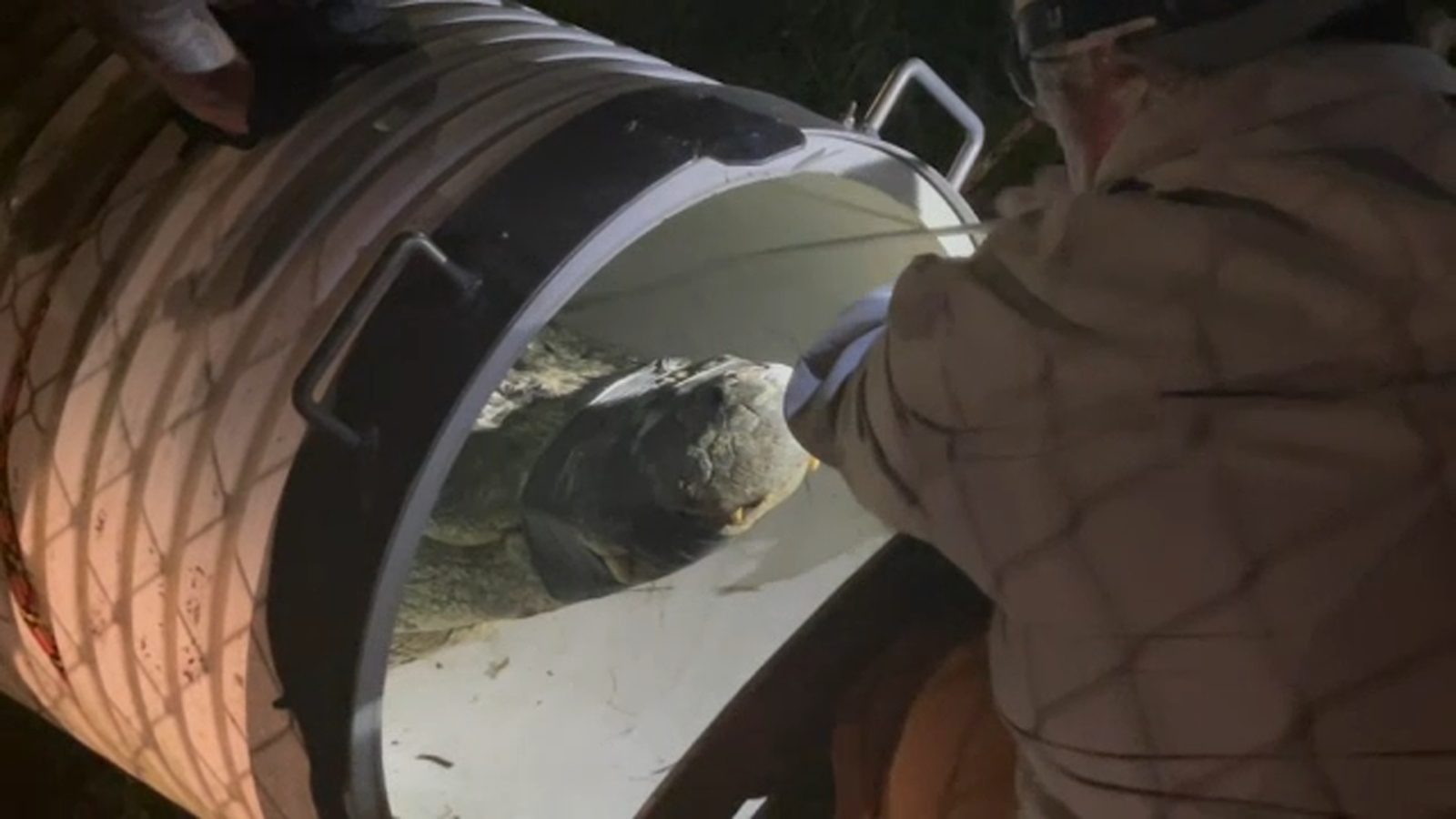 9-foot alligator hit while trying to cross road in Craven County ...