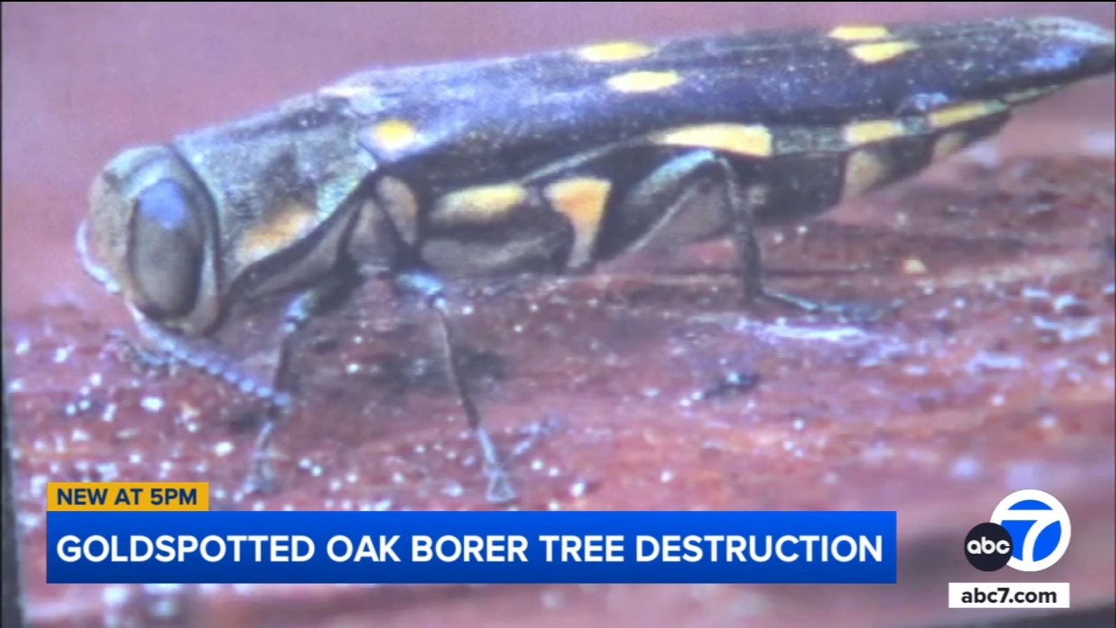 Invasive beetle has killed more than 80,000 oak trees in SoCal so far ...