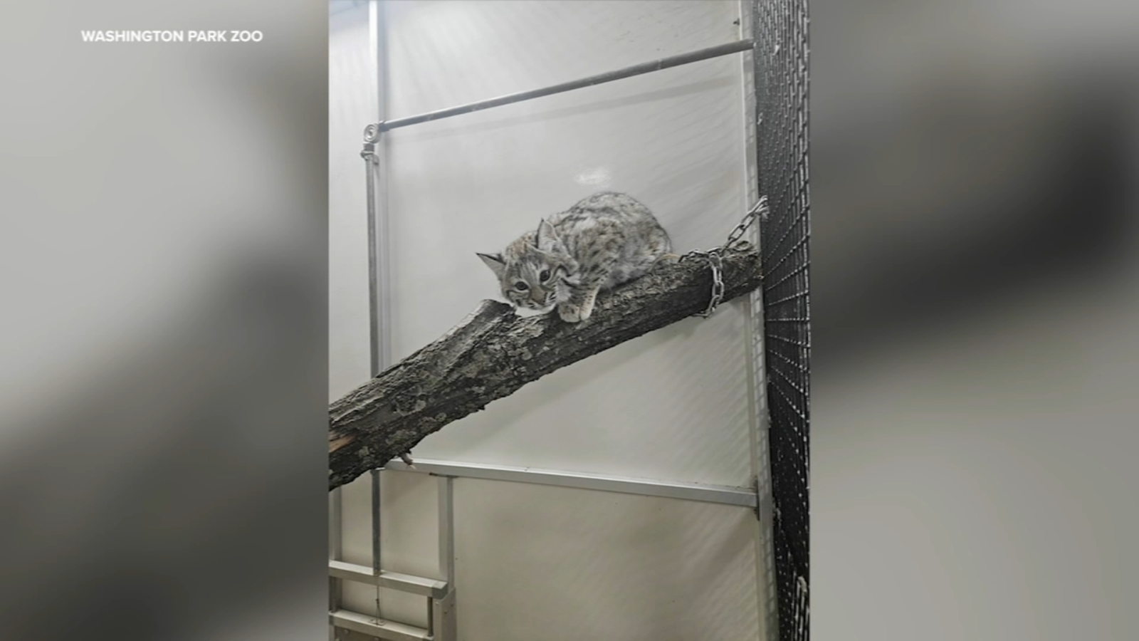 9-month-old bobcat named Grace found after escape from Washington Park ...