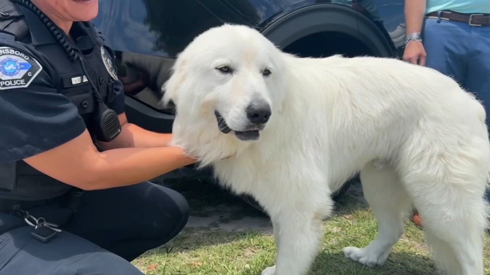 Swansboro Police Department gets emotional support dog "Bernie" to help ...