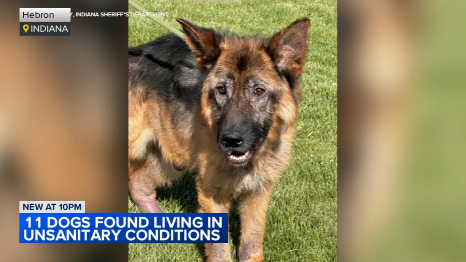 Dog Abuse Animal Abuse—A Serious Red Flag For Domestic Violence