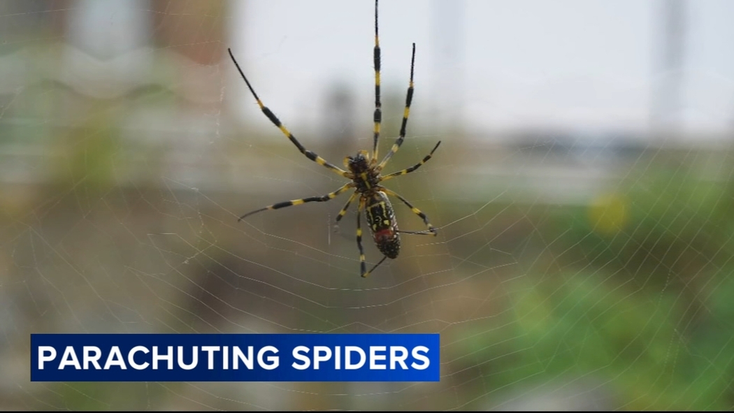 Types Of Spiders East Coast House The Black House Spider | Spider