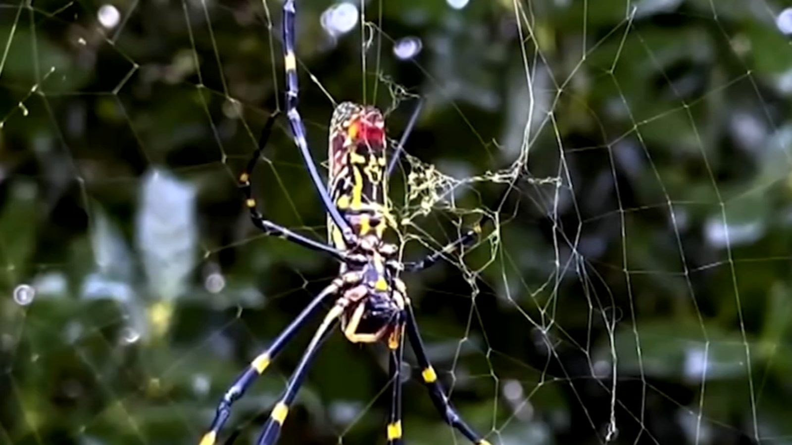 Joro spiders spread east, on the move toward North Carolina - ABC11 ...