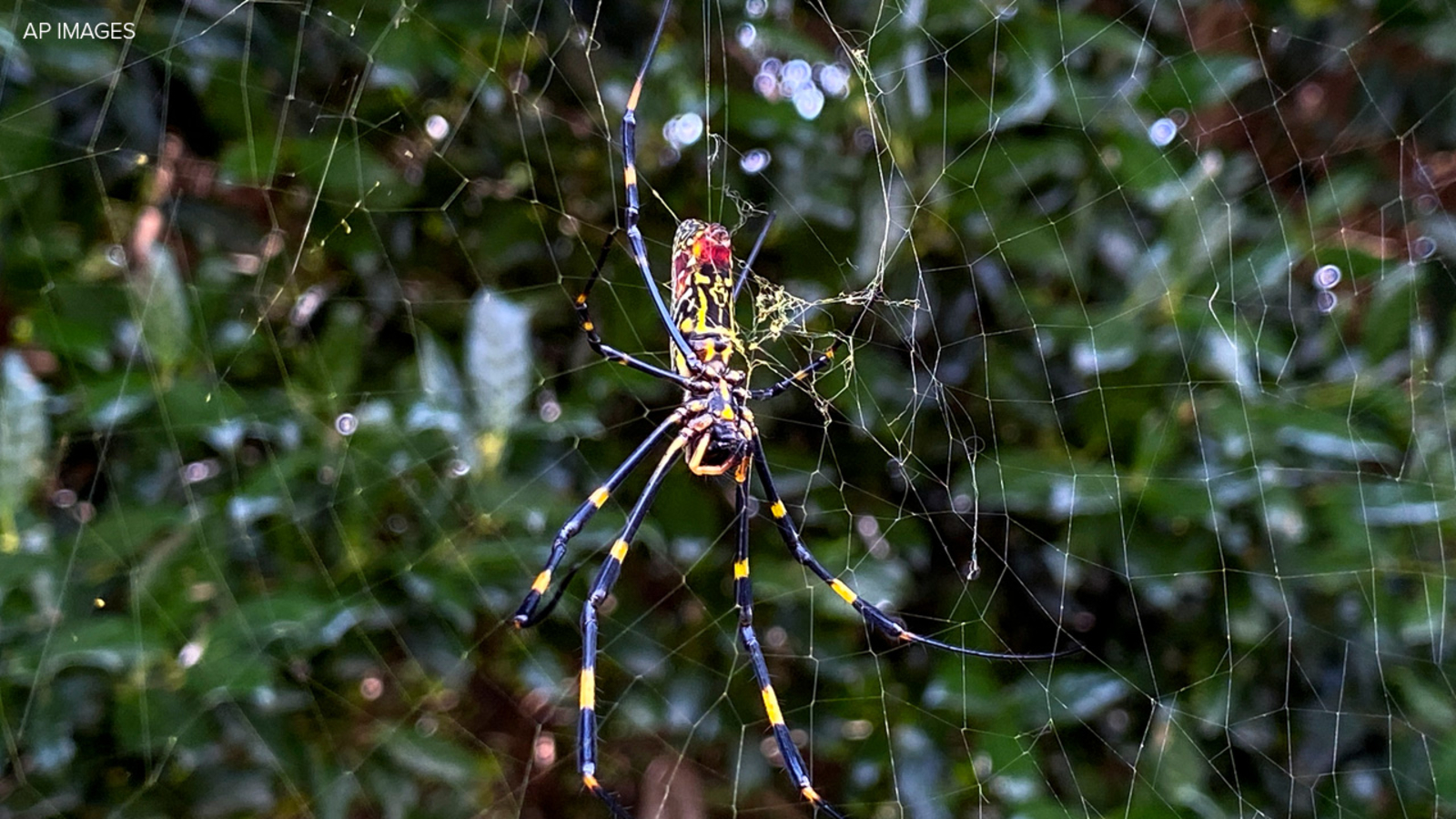 Giant, 'flying' Joro spiders spreading on the East Coast this summer ...