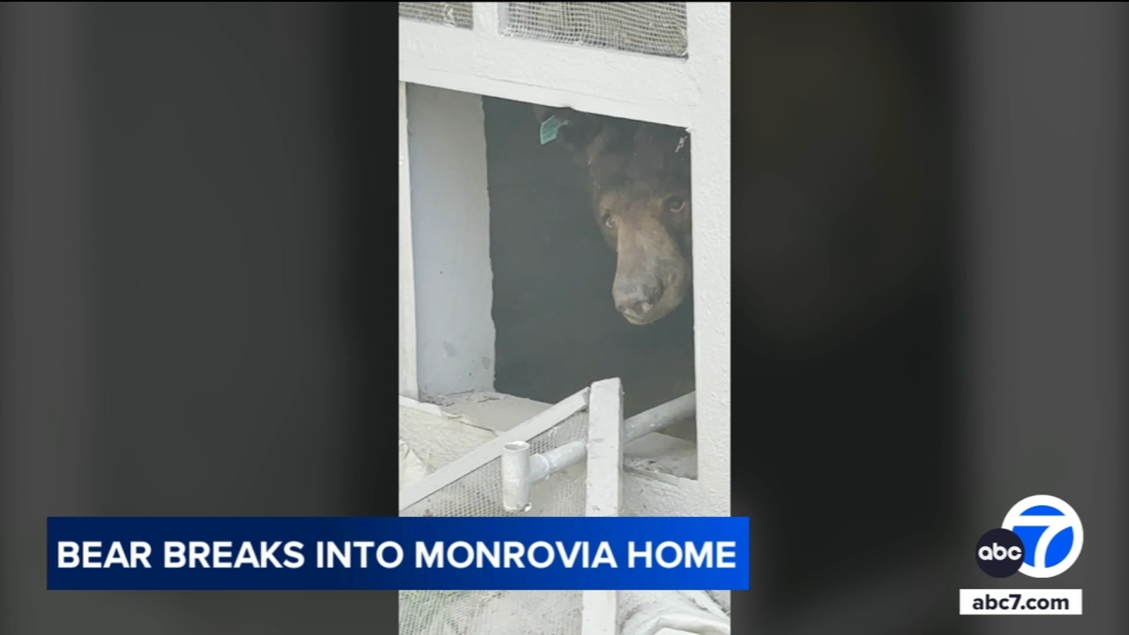 Bear breaks into crawl space under Monrovia home and won't leave - ABC7 ...