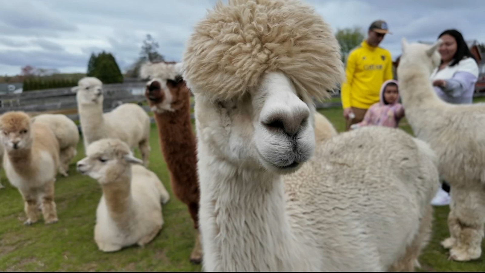 Get a giant dose of cuteness at alpaca farm at the Jersey Shore - 6abc ...