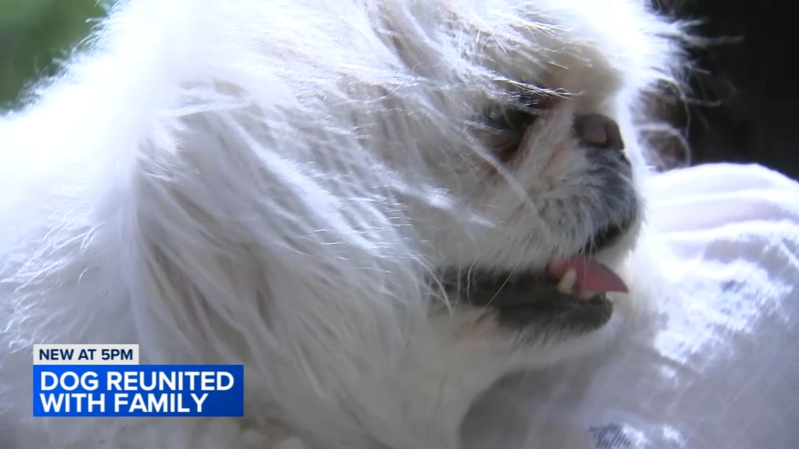 Lost dog found: Precious the Pekingese reunited with family after car ...