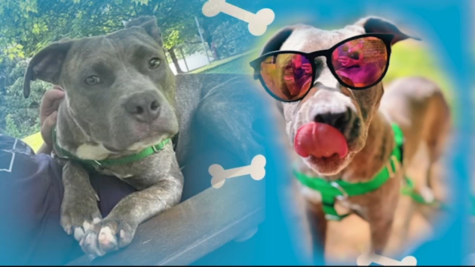 Shelter Me: Meet Kirby, a pup full of love despite having been through ...