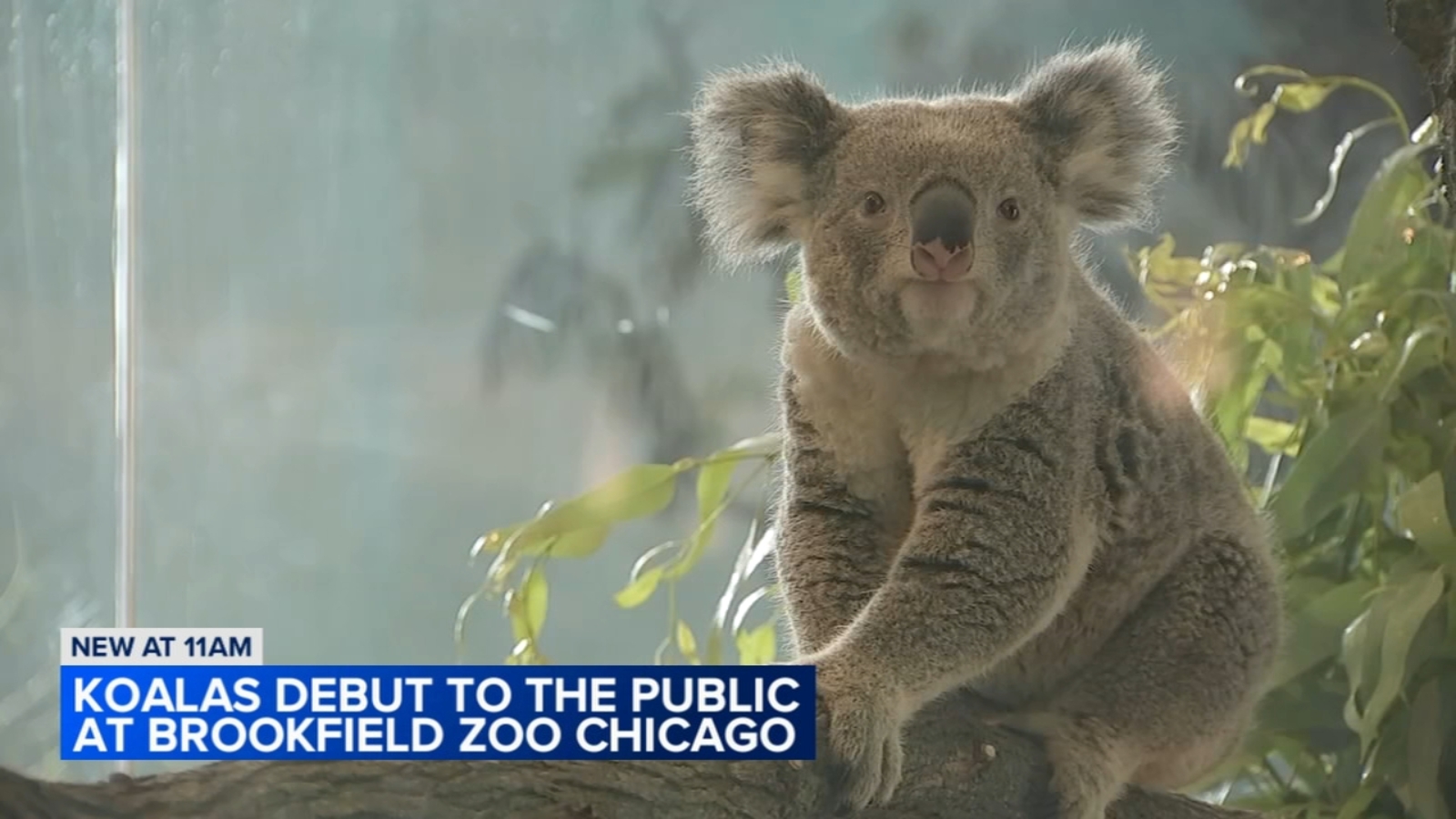 Brookfield Zoo Chicago koalas welcomed to west suburbs for first time ...