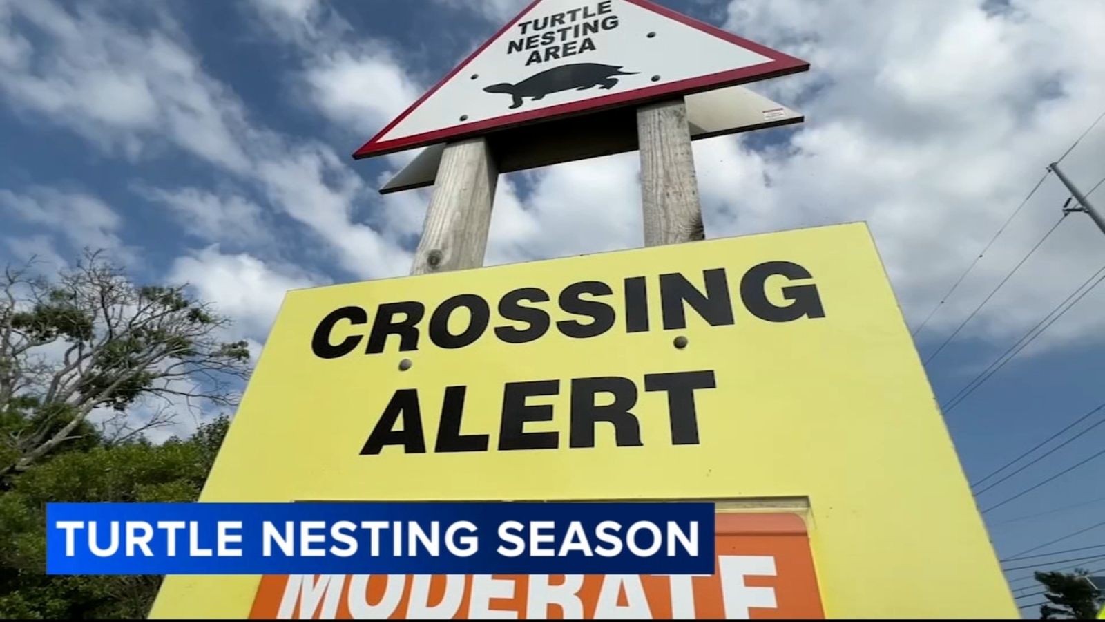 It's terrapin nesting season at the Jersey shore: Wetlands Institute reveals how you can help ...