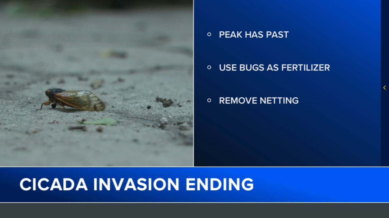 When are cicadas leaving Illinois? As 2024 cicada emergence comes to ...