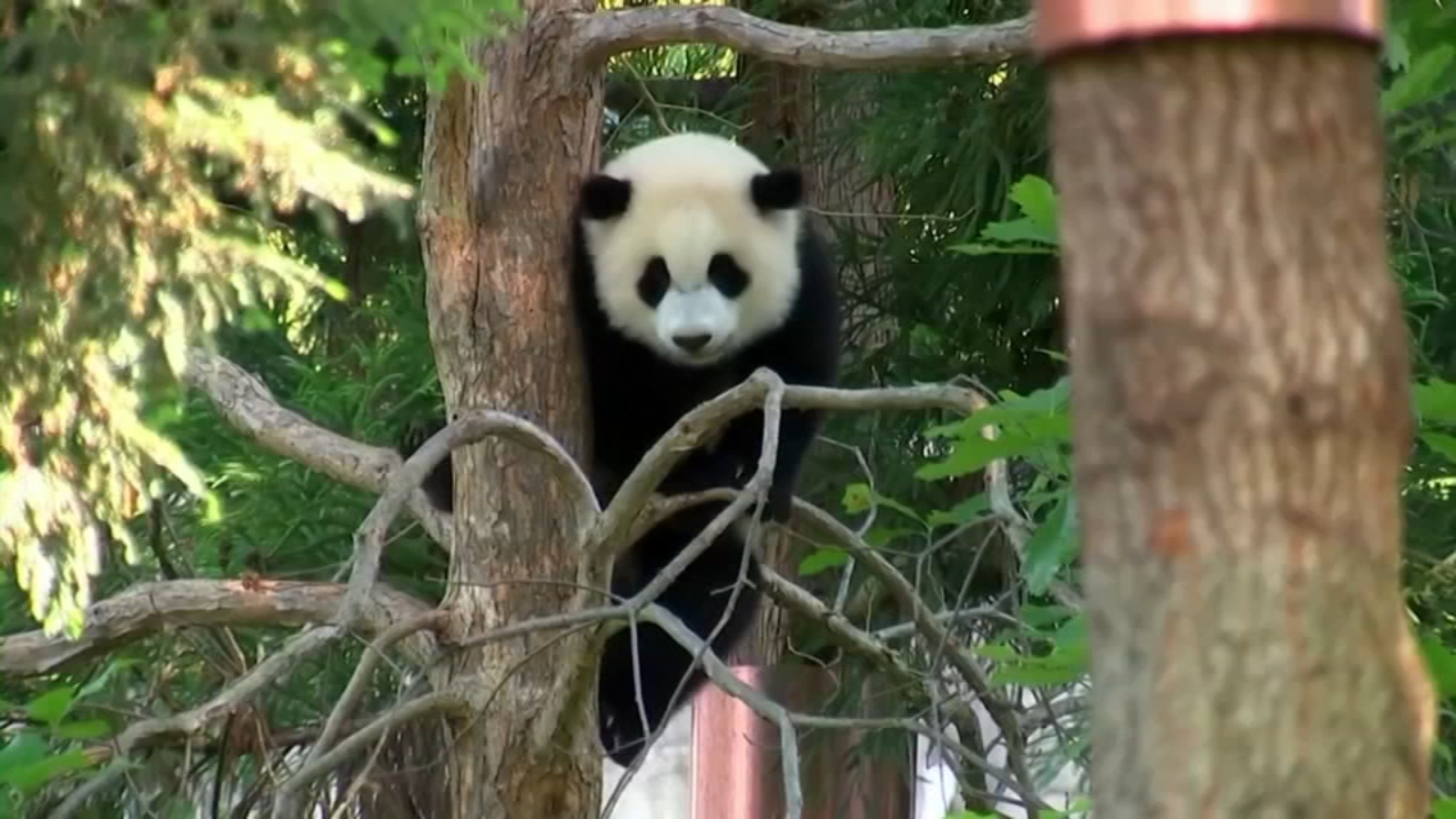 Pandas to San Francisco Zoo: Here's how much it could cost, according ...