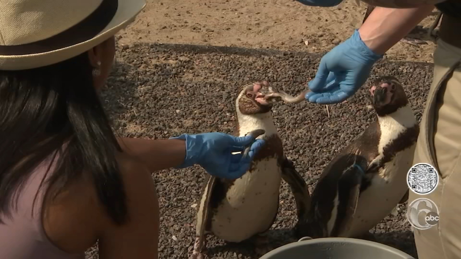 Feed your favorite animals, see the big cats in action at Philadelphia ...