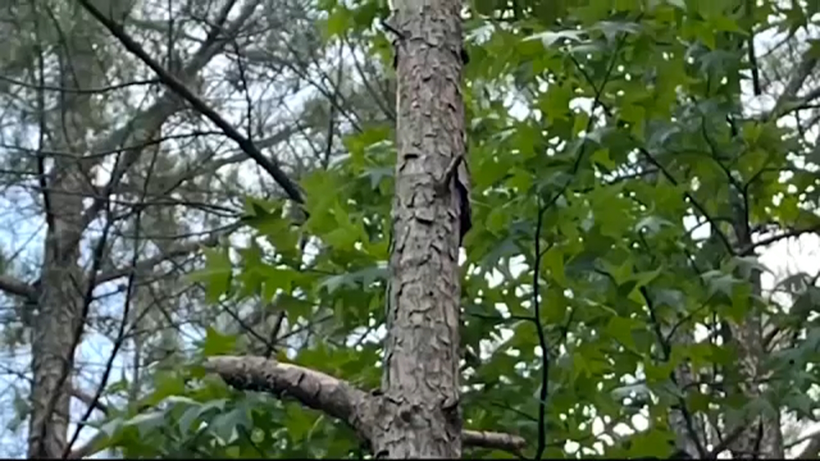 Zombie trees: How do you spot trees that could put you at risk during ...