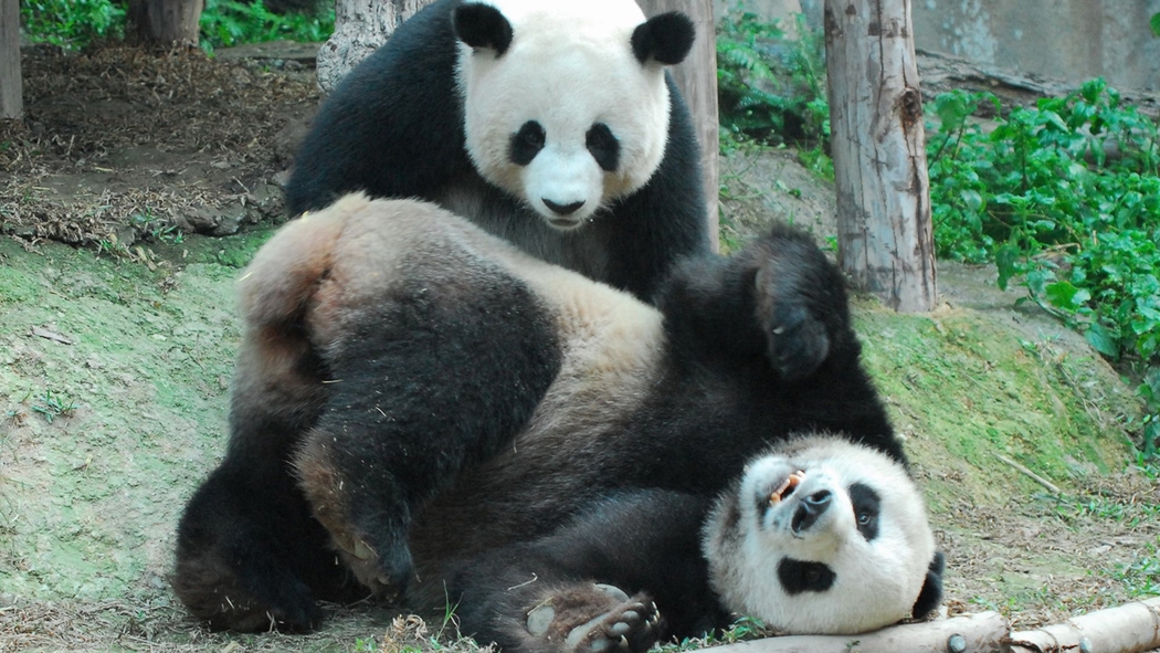 Nbhnc Panda