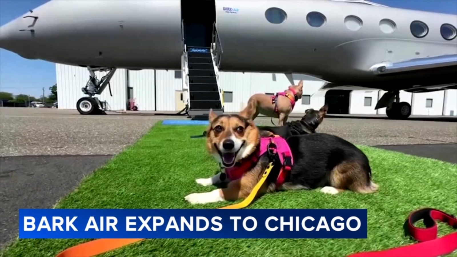 BARK Air expands airline to Chicago with flights catered to dogs at ...