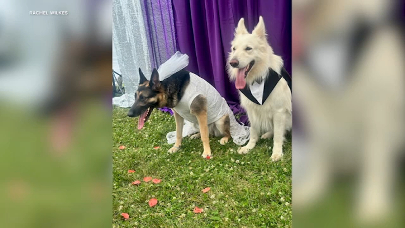 Puppy love: Dogs Tsunami and Oden get married with wedding ceremony in ...