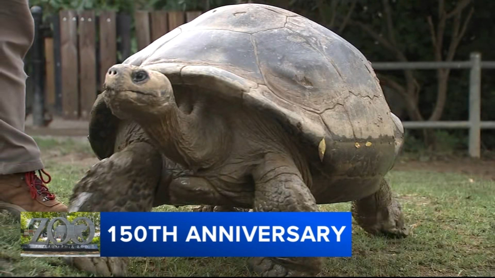 The Philadelphia Zoo celebrates 150th anniversary as the first zoo in ...