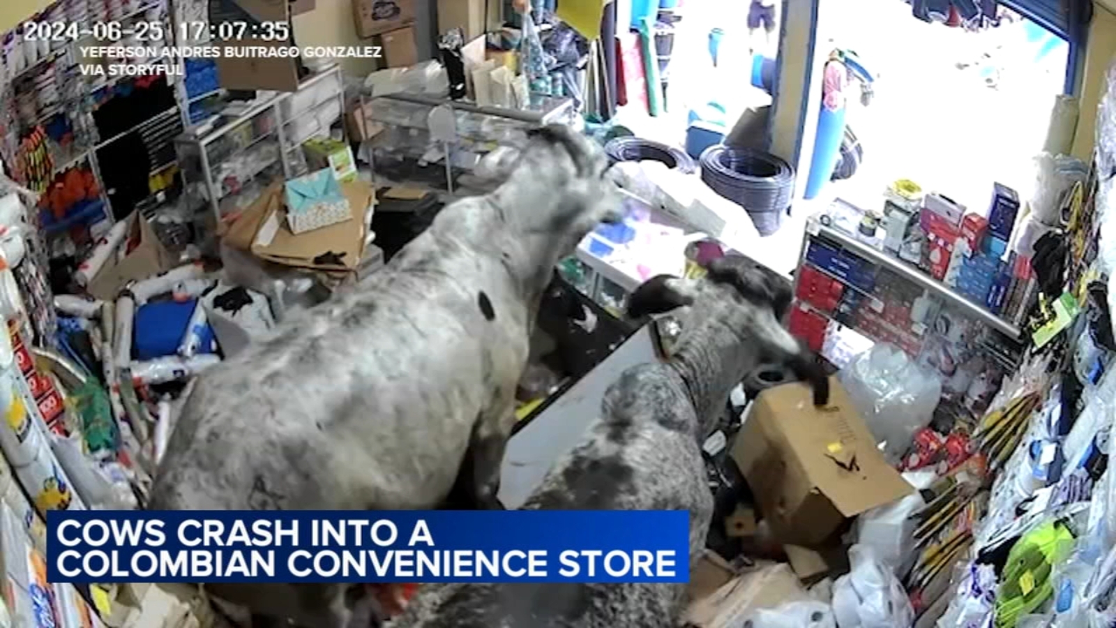 Cows cause chaos in tiny Colombian convenience store, all captured on security video - ABC7 Chicago