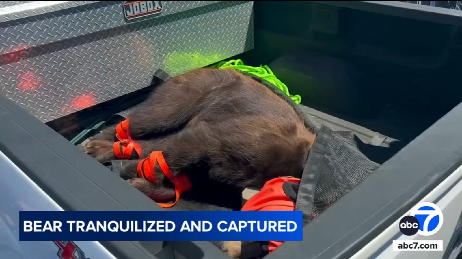 Bear tranquilized after seen in LA's Chatsworth neighborhood near De ...