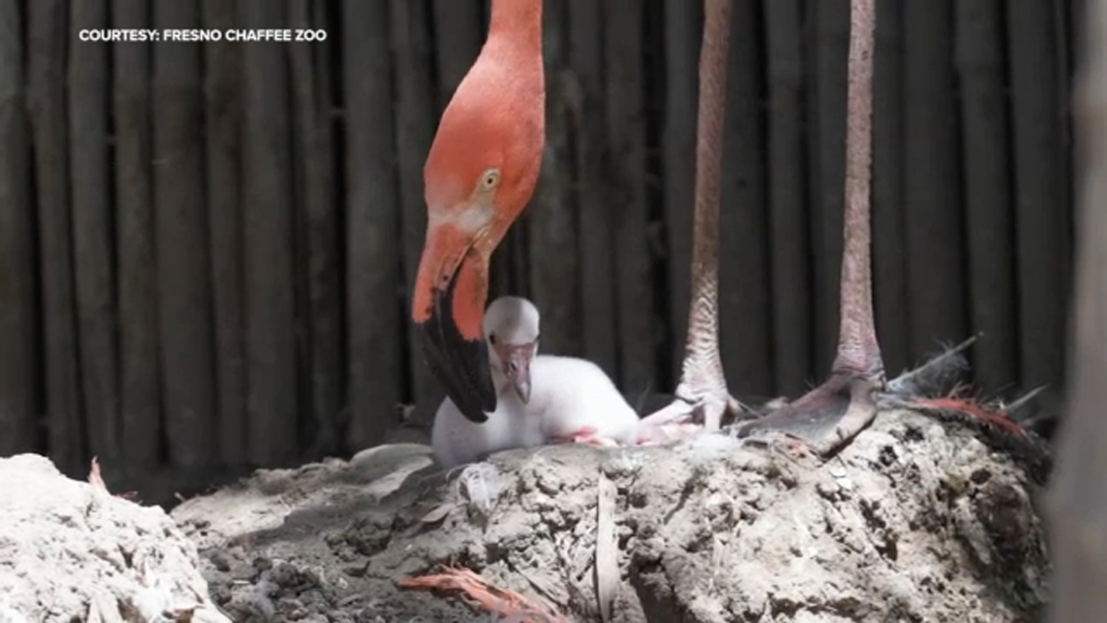 Baby flamingo born at Fresno Chaffee Zoo - ABC30 Fresno