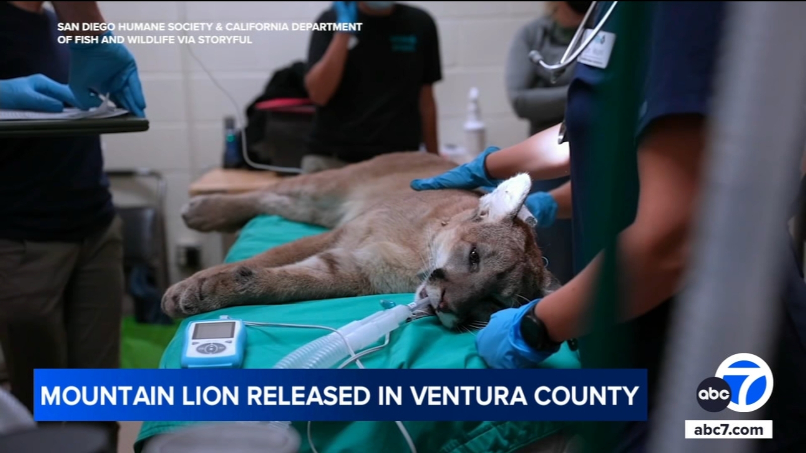 Mountain lion hit by car last year released in Ventura County - ABC7 ...