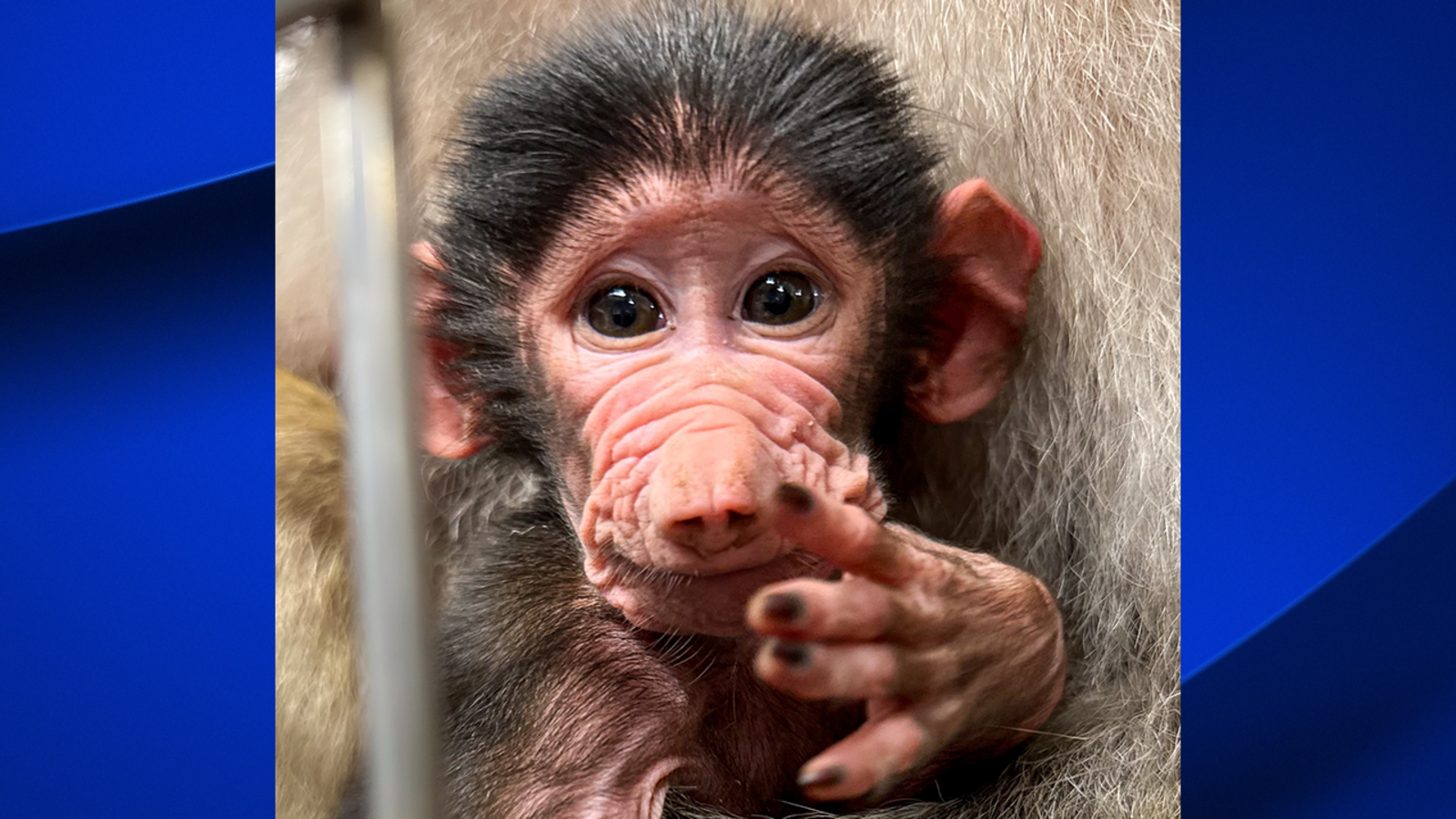 Winnie the Baboon: North Carolina Zoo welcomes baby baboon - ABC11 ...
